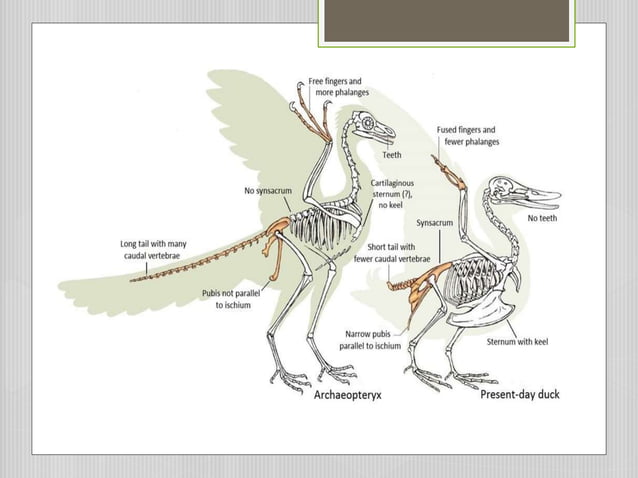 Evolution of aves in paleontology | PPTX