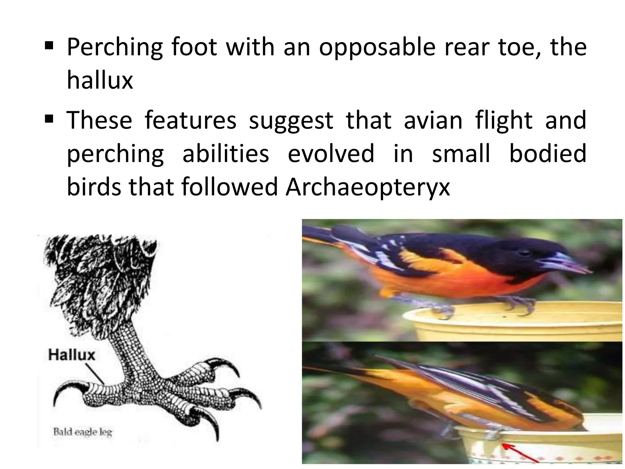 Evolution of Birds.pptx