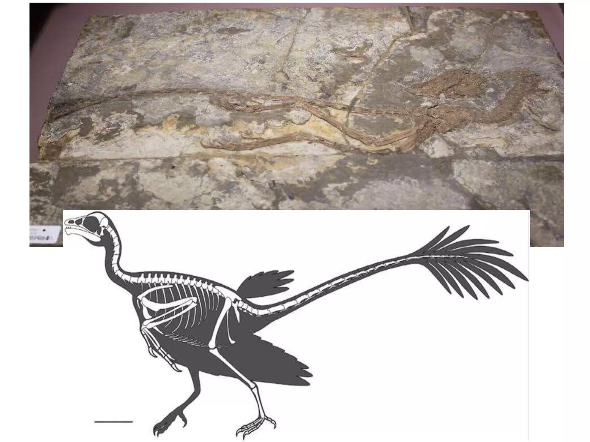 Evolution of Birds.pptx