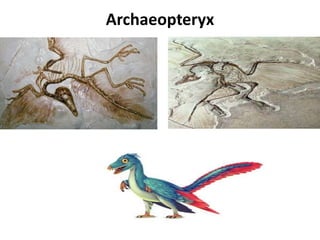 Evolution of Birds.pptx