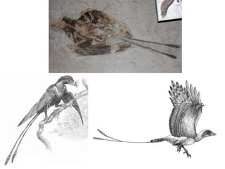 Evolution of Birds.pptx