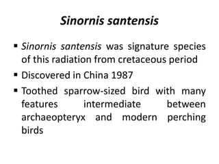 Evolution of Birds.pptx