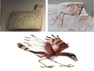 Evolution of Birds.pptx
