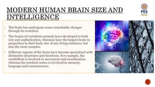 EVOLUTION OF BRAIN AND BEHAVIOUR final.pptx