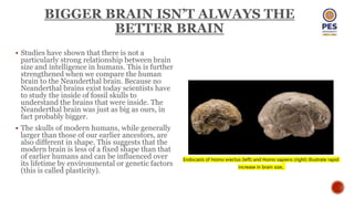 EVOLUTION OF BRAIN AND BEHAVIOUR final.pptx