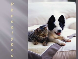 Evolution of canis lupus familiaris | PPTX