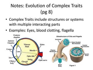 Evolution of complex traits | PPTX