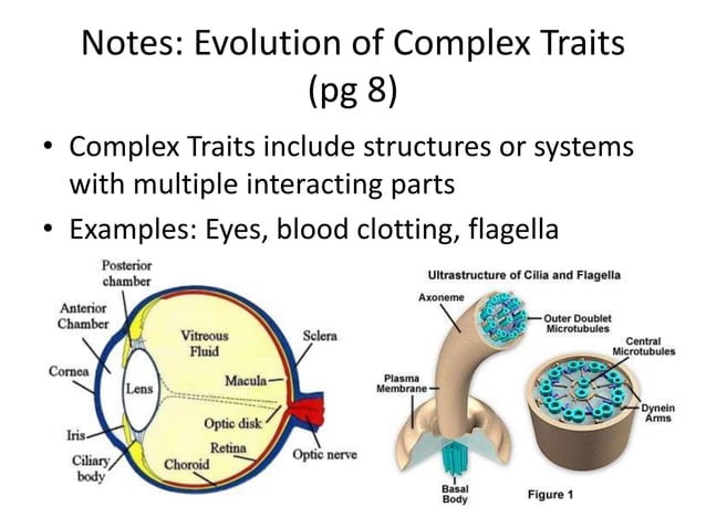Evolution of complex traits | PPTX