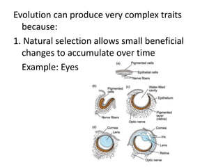 Evolution of complex traits | PPTX