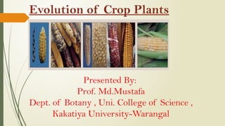Evolution of crop Plants in agriculture .pptx