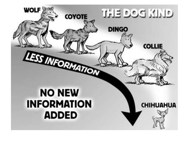Evolution of dogs | PPTX