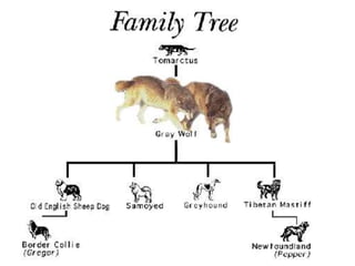 Evolution of dogs | PPTX