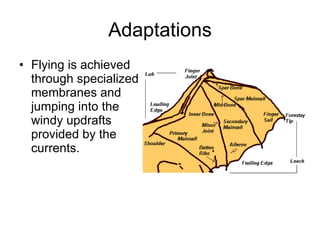 Evolution Of Dragons | PPT