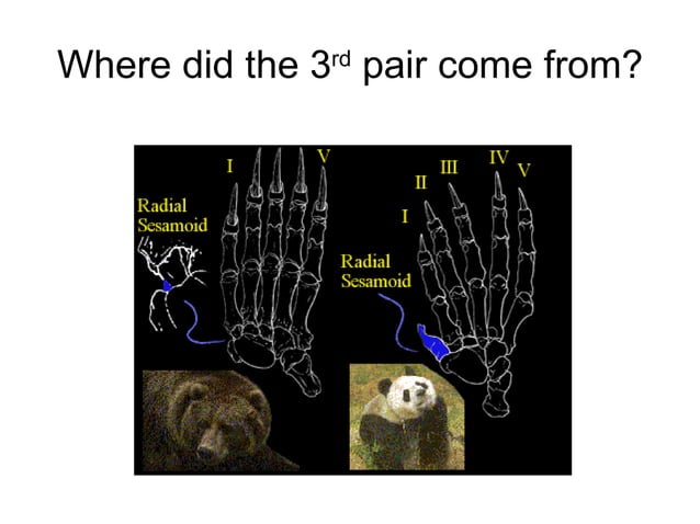 Evolution Of Dragons | PPT