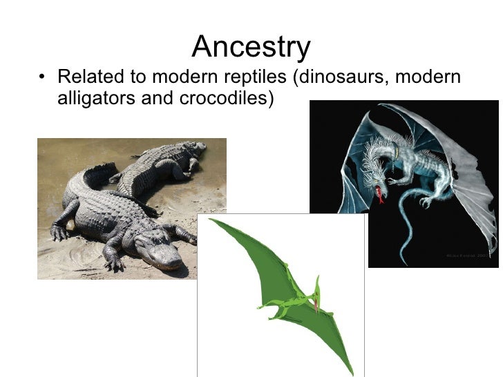 Evolution Of Dragons