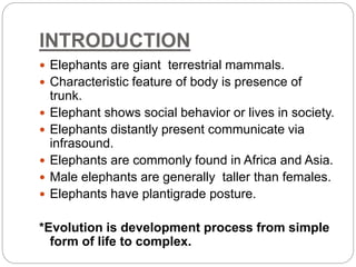 Evolution of elephant | PPTX
