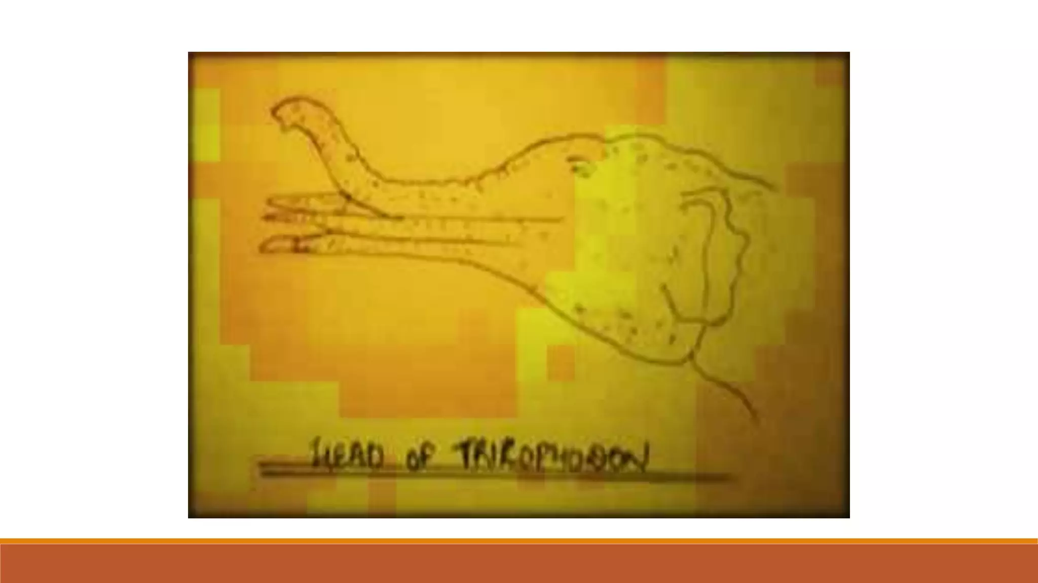 Evolution_of_elephant.pptx