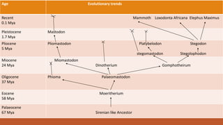 Evolution_of_elephant.pptx