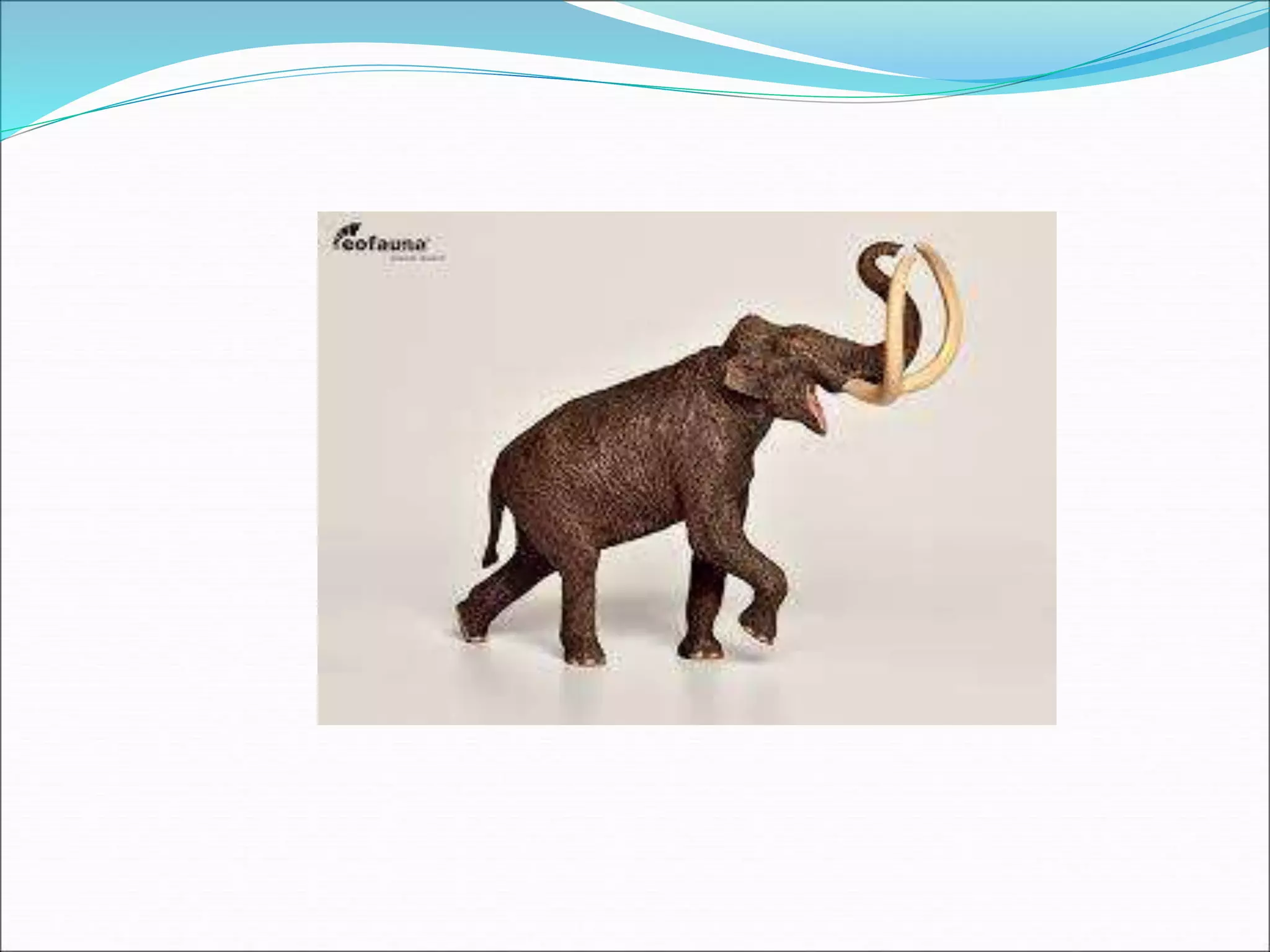 evolution of elephant.ppt
