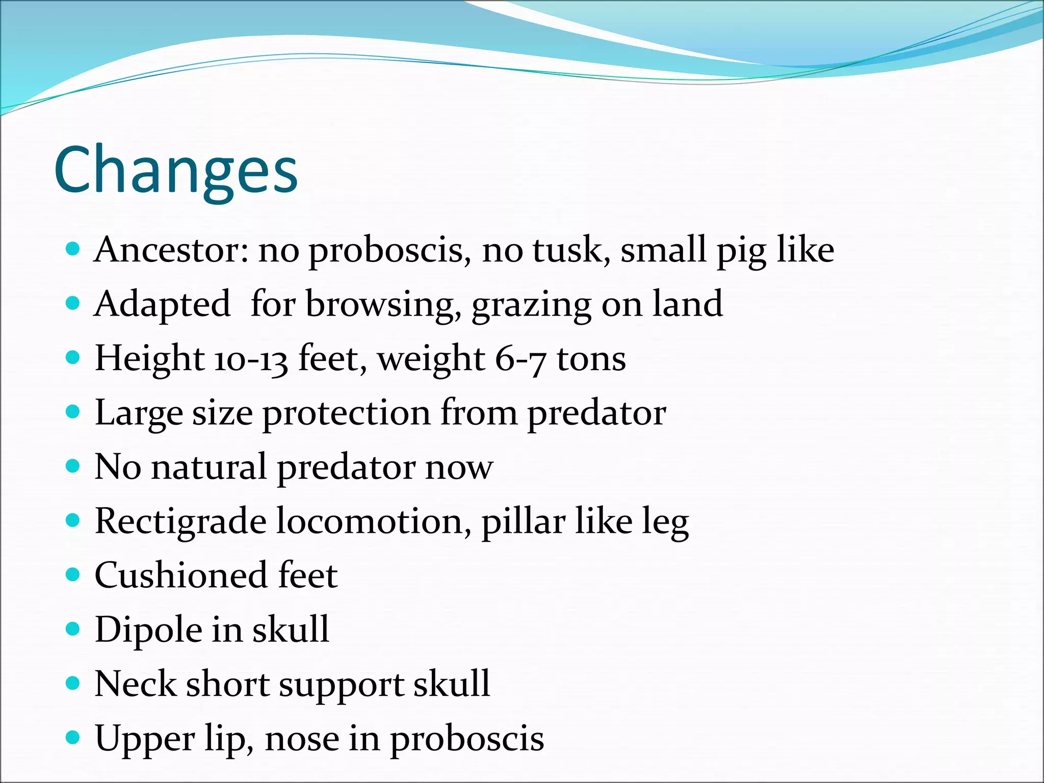 evolution of elephant.ppt