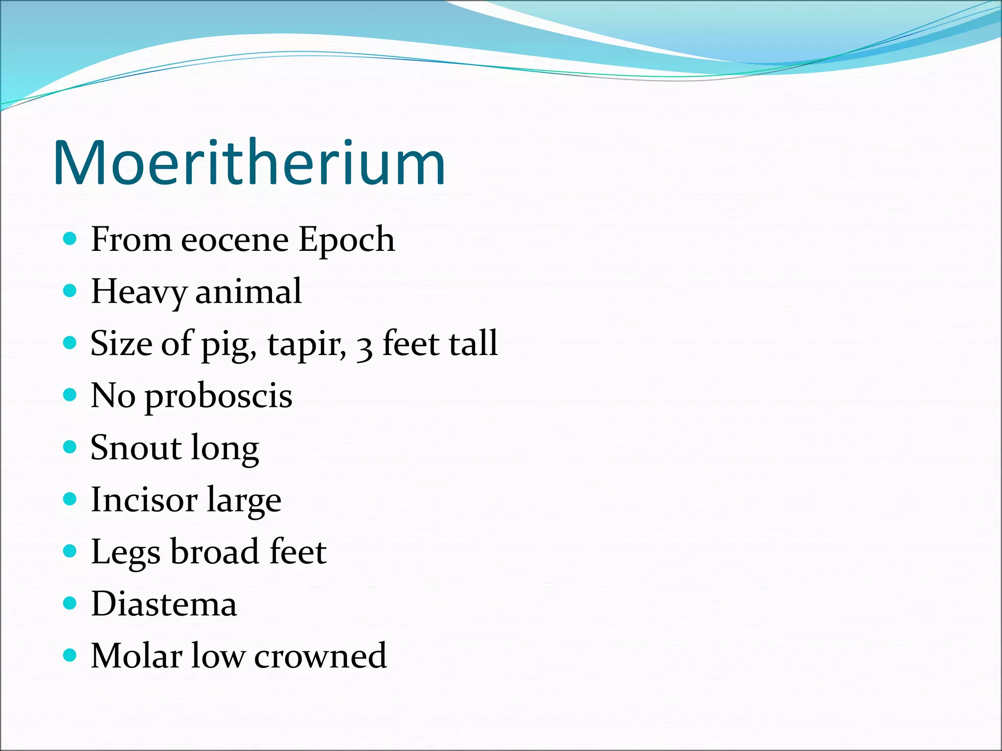 evolution of elephant.ppt