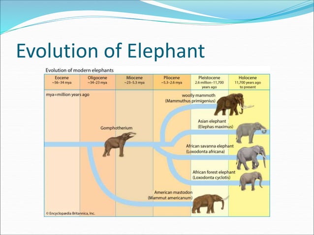 evolution of elephant.ppt | Oral care | Personal Care