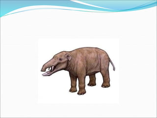 evolution of elephant.ppt