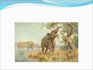 evolution of elephant.ppt