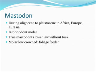 evolution of elephant.ppt