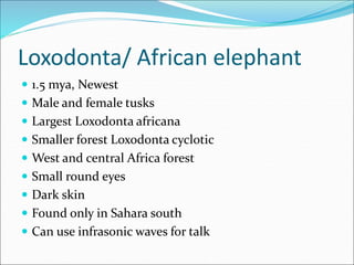 evolution of elephant.ppt