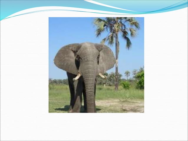 evolution of elephant.ppt | Oral care | Personal Care