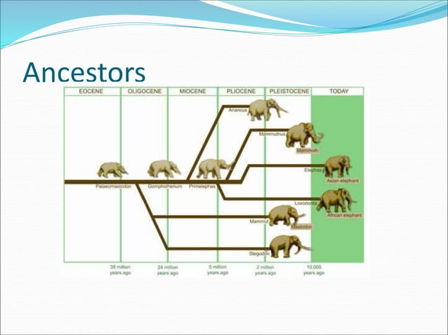 evolution of elephant.ppt | Oral care | Personal Care