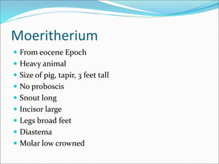 evolution of elephant.ppt
