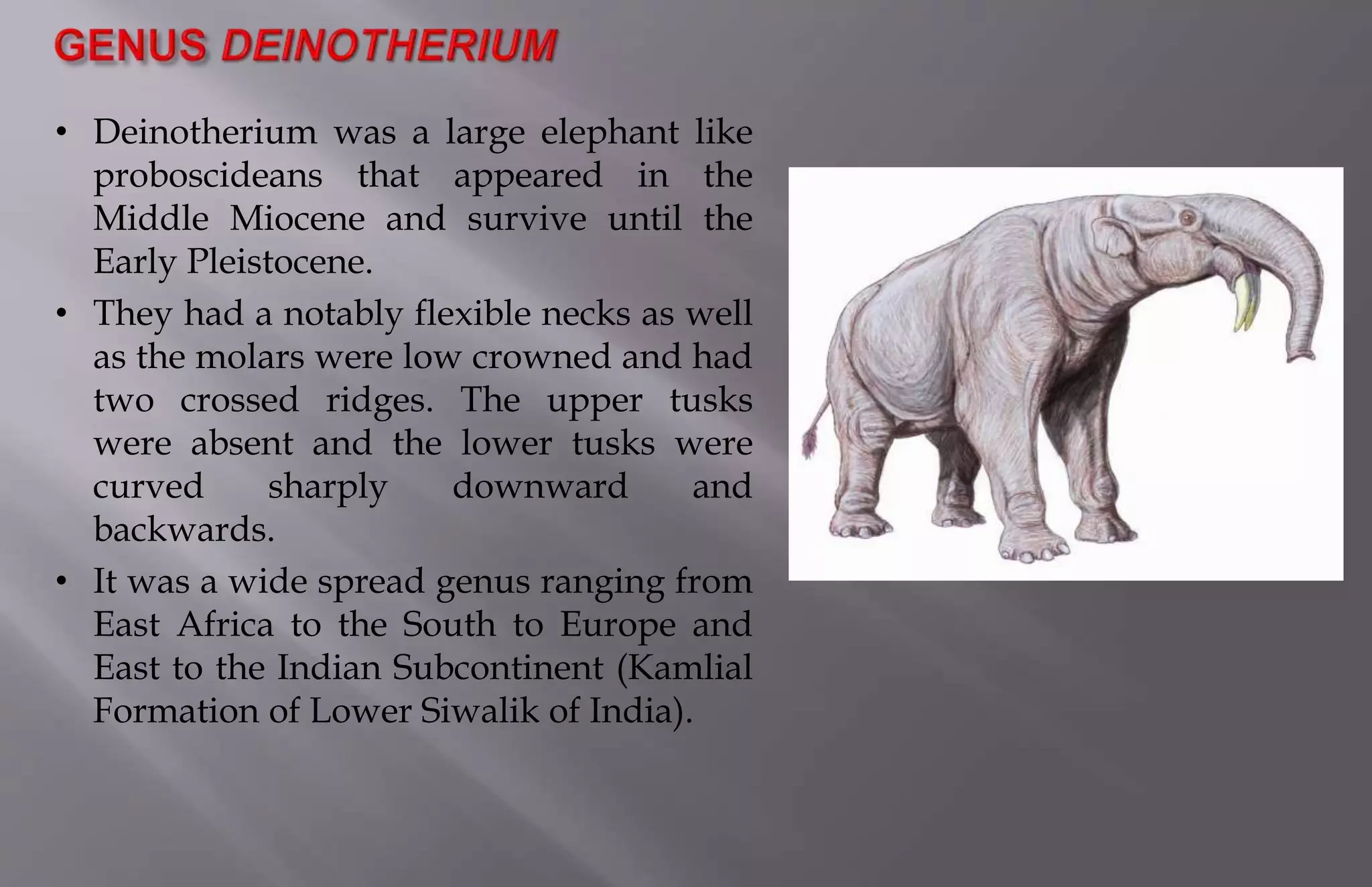 EVOLUTION OF ELEPHANT.pptx