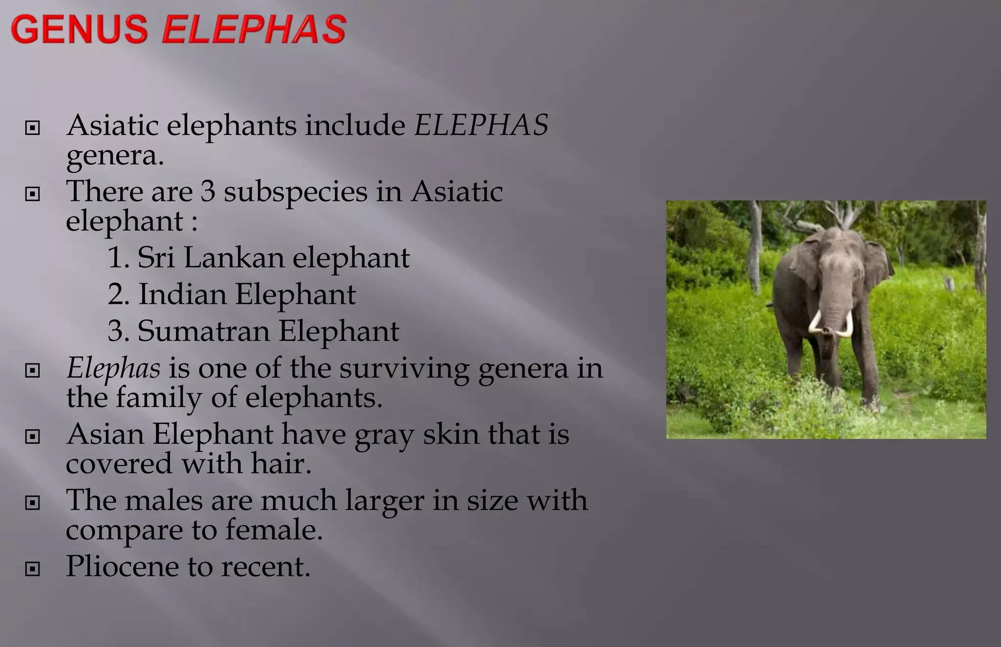 EVOLUTION OF ELEPHANT.pptx