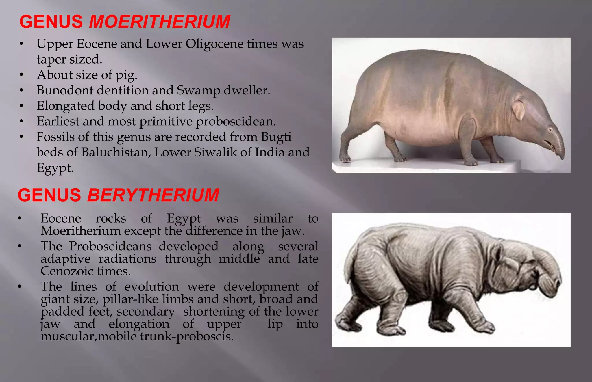 EVOLUTION OF ELEPHANT pptx EVOLUTION OF ELEPHANT pptx