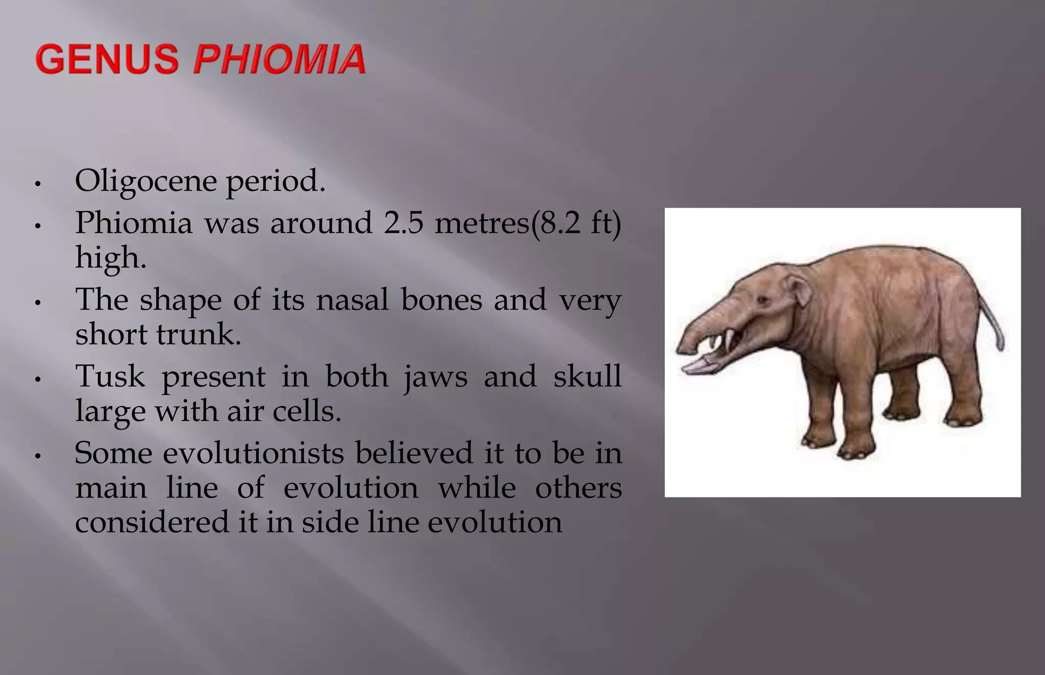 EVOLUTION OF ELEPHANT.pptx