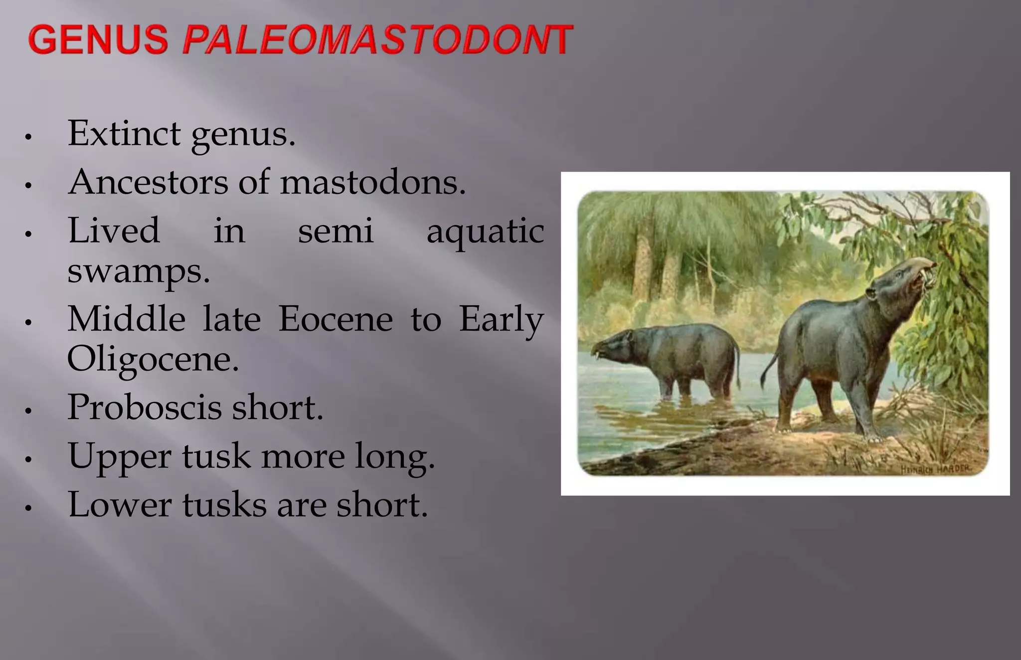 EVOLUTION OF ELEPHANT.pptx