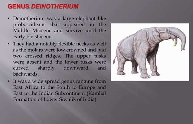 EVOLUTION OF ELEPHANT.pptx