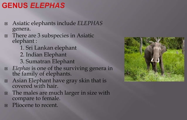EVOLUTION OF ELEPHANT.pptx