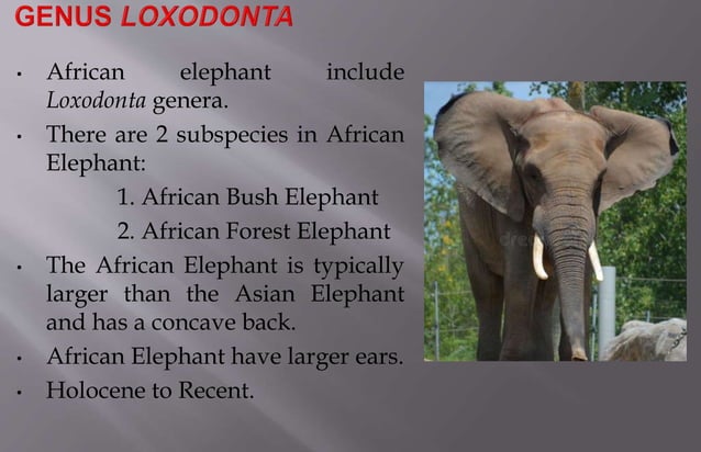 EVOLUTION OF ELEPHANT.pptx