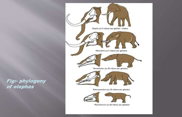 EVOLUTION OF ELEPHANT.pptx