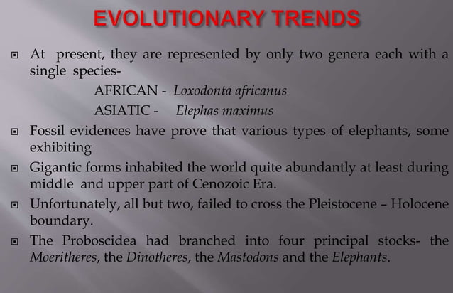 EVOLUTION OF ELEPHANT.pptx