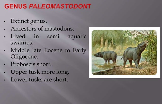EVOLUTION OF ELEPHANT.pptx