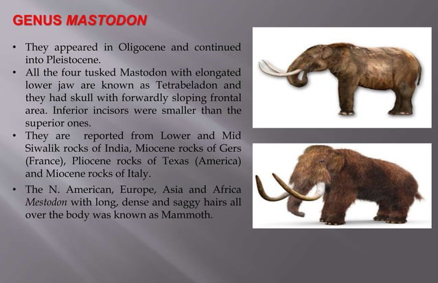 EVOLUTION OF ELEPHANT.pptx