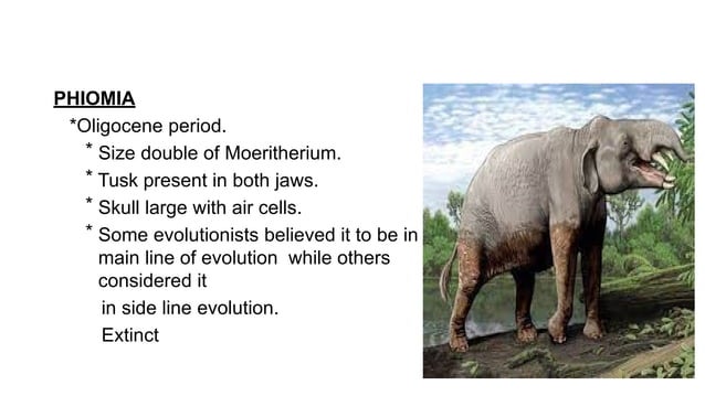 Evolution_of_elephant........................................pptx