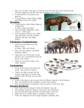 Elephant Evolution Timeline