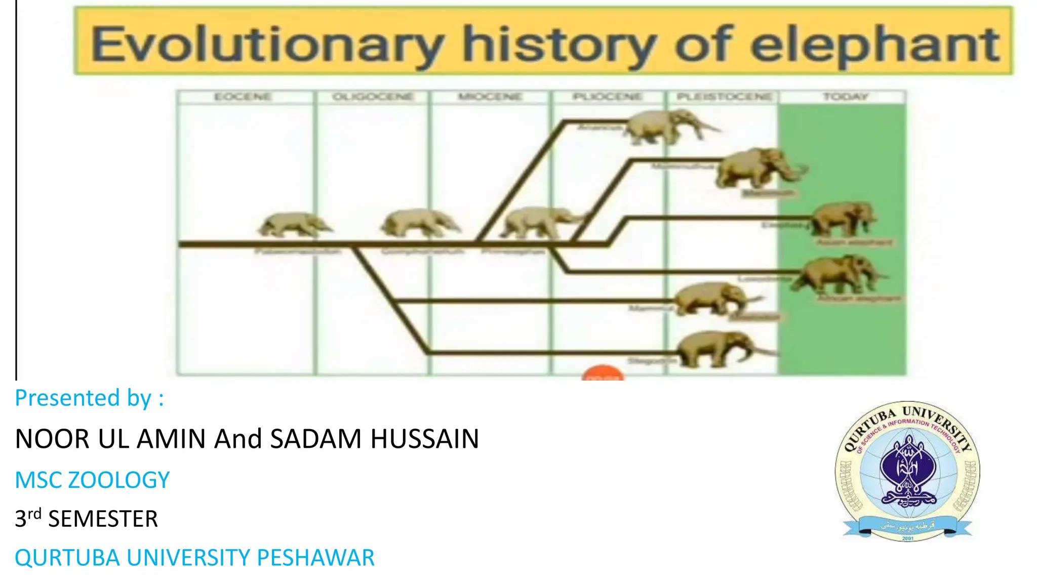 Evolution of elephant by NOOR AND SADAM.pptx