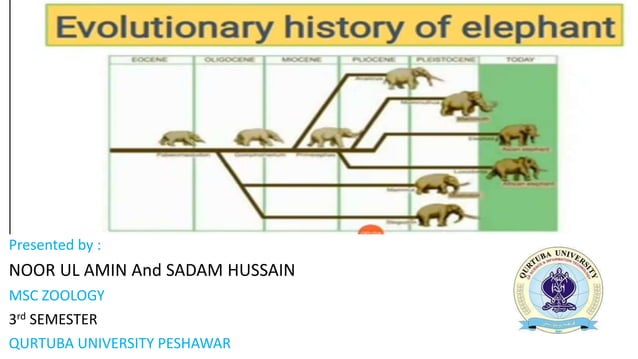 Evolution of elephant by NOOR AND SADAM.pptx