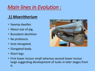 Evolution of elephas in paleontology | PPTX